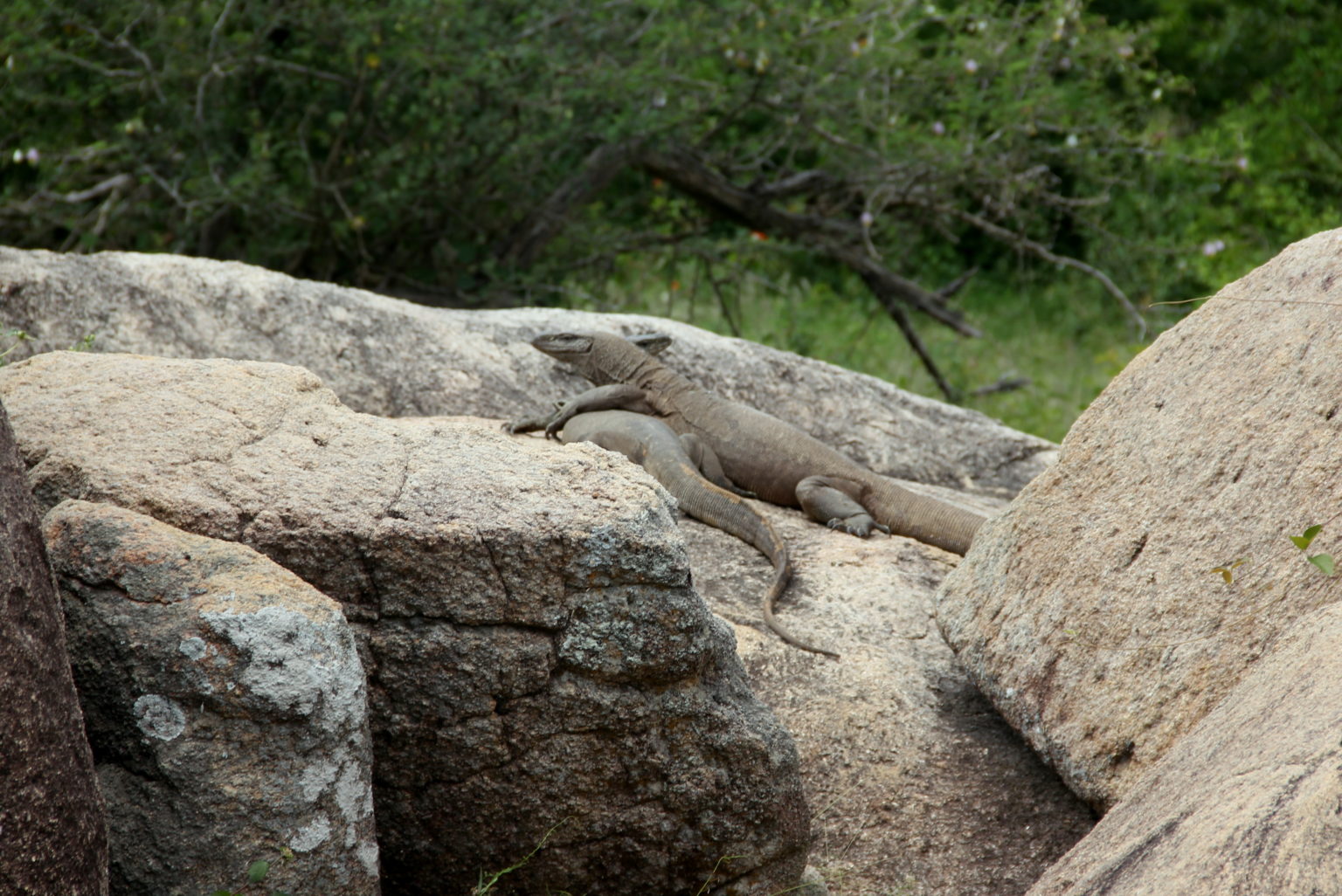 Yala Nationalpark: Safari in Sri Lanka - green-tiger.de