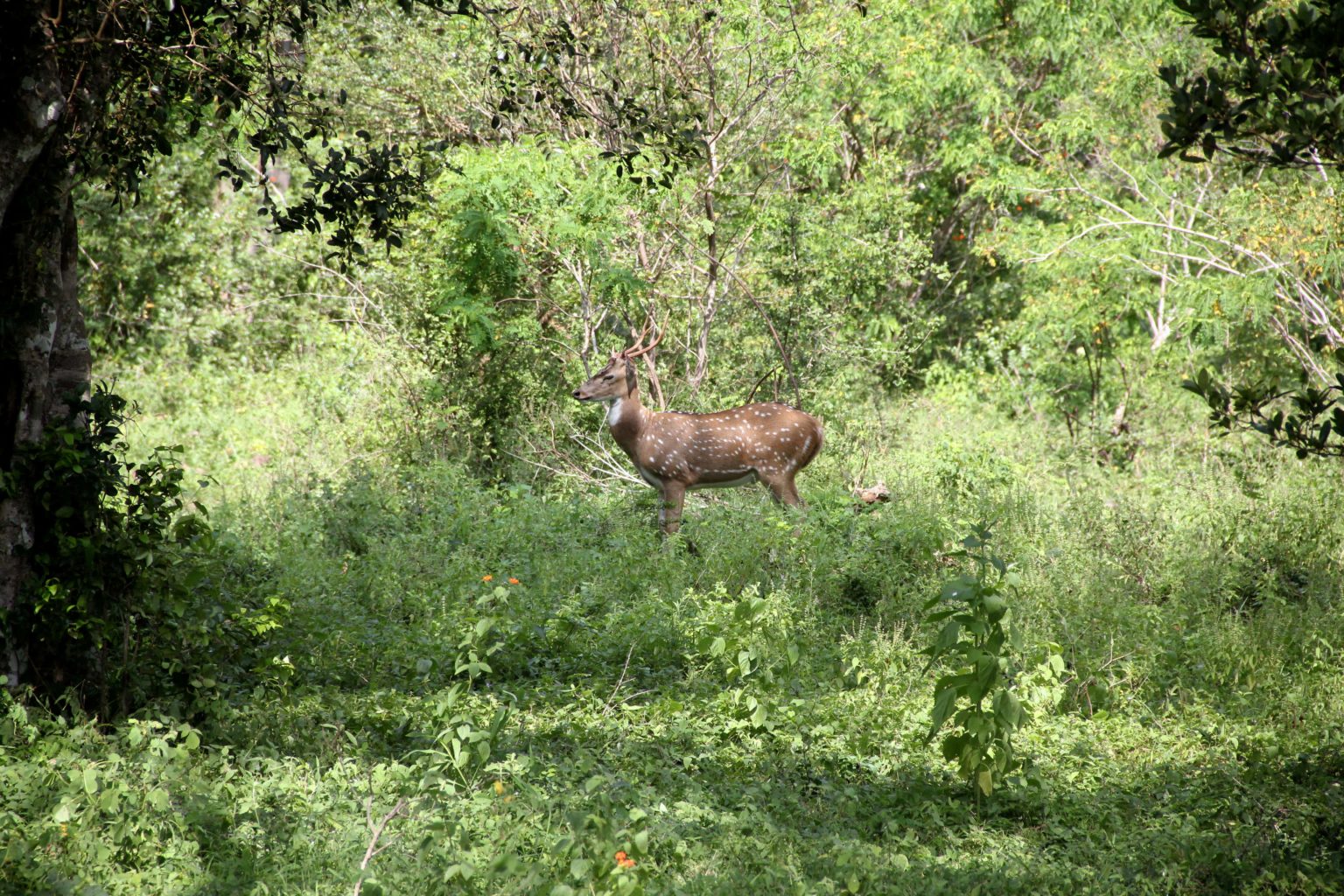 Yala Nationalpark: Safari in Sri Lanka - green-tiger.de