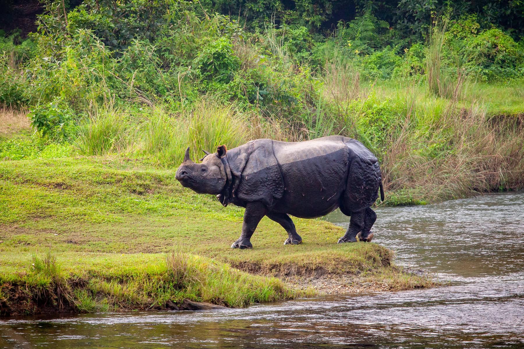 Chitwan Nationalpark - Green Tiger